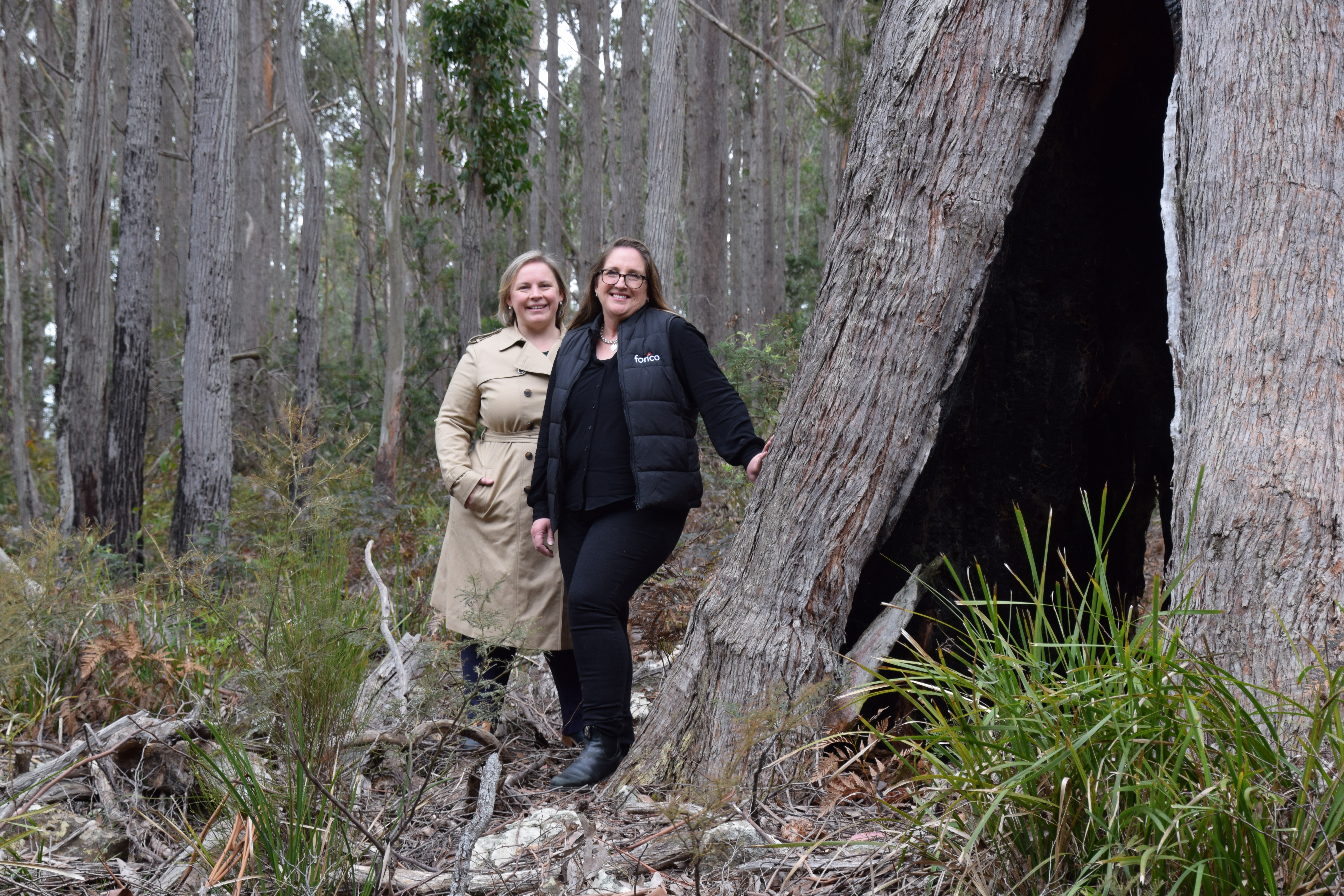 Australian FSC Certified Forest Manager Forico Gains International ...