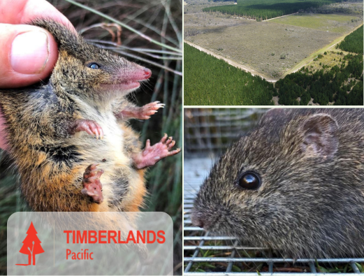 Stewards of the Forest: FSC-Certified Timberlands Pacific Pty Ltd and ...