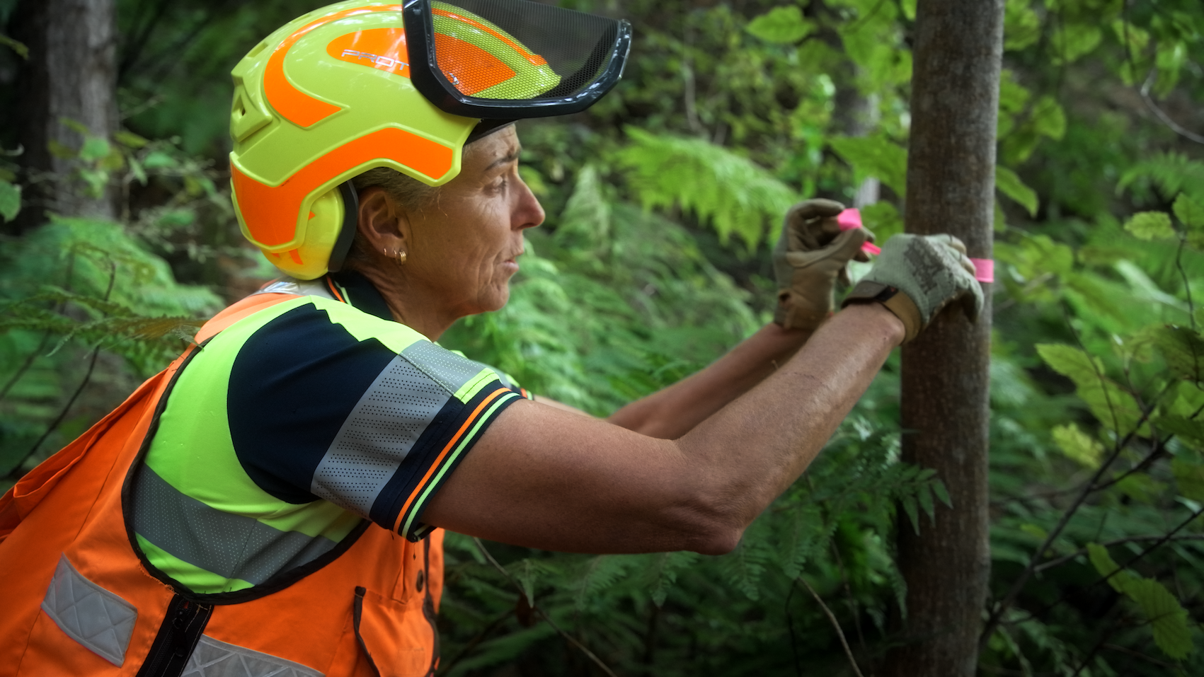 Snail Sanctuary: How OneFortyOne is Blending Forestry and Conservation ...