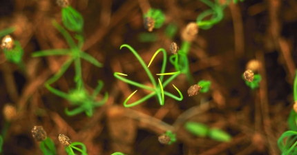 FSC International Generic Indicators First Draft Consultation | Forest ...