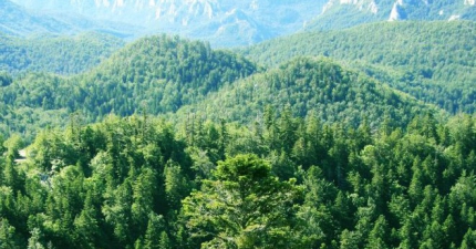 Join FSC Side Event at UNFF 10: Certification as a screening tool for ...