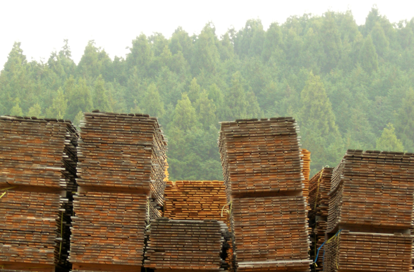 Revised FSC Directive on Controlled Wood | Forest Stewardship Council