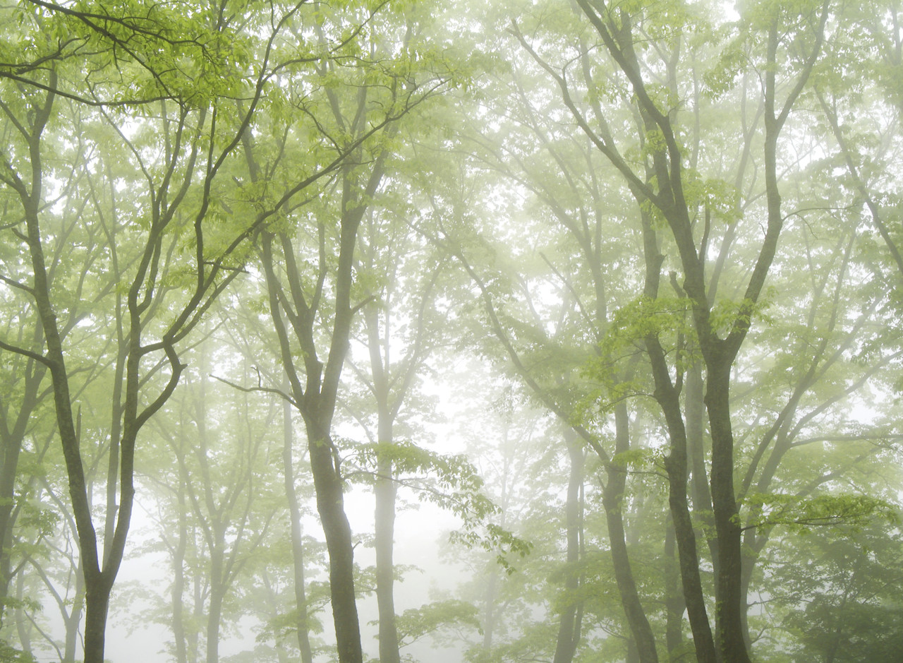 Fsc New Zealand National Forest Stewardship Standards Approval Forest