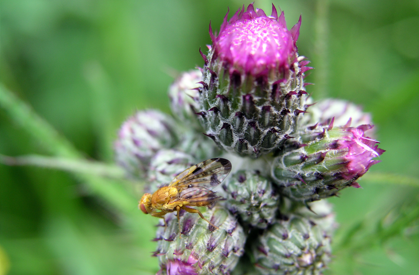 Public consultation on Pesticide Derogation Procedure / Indicators and ...