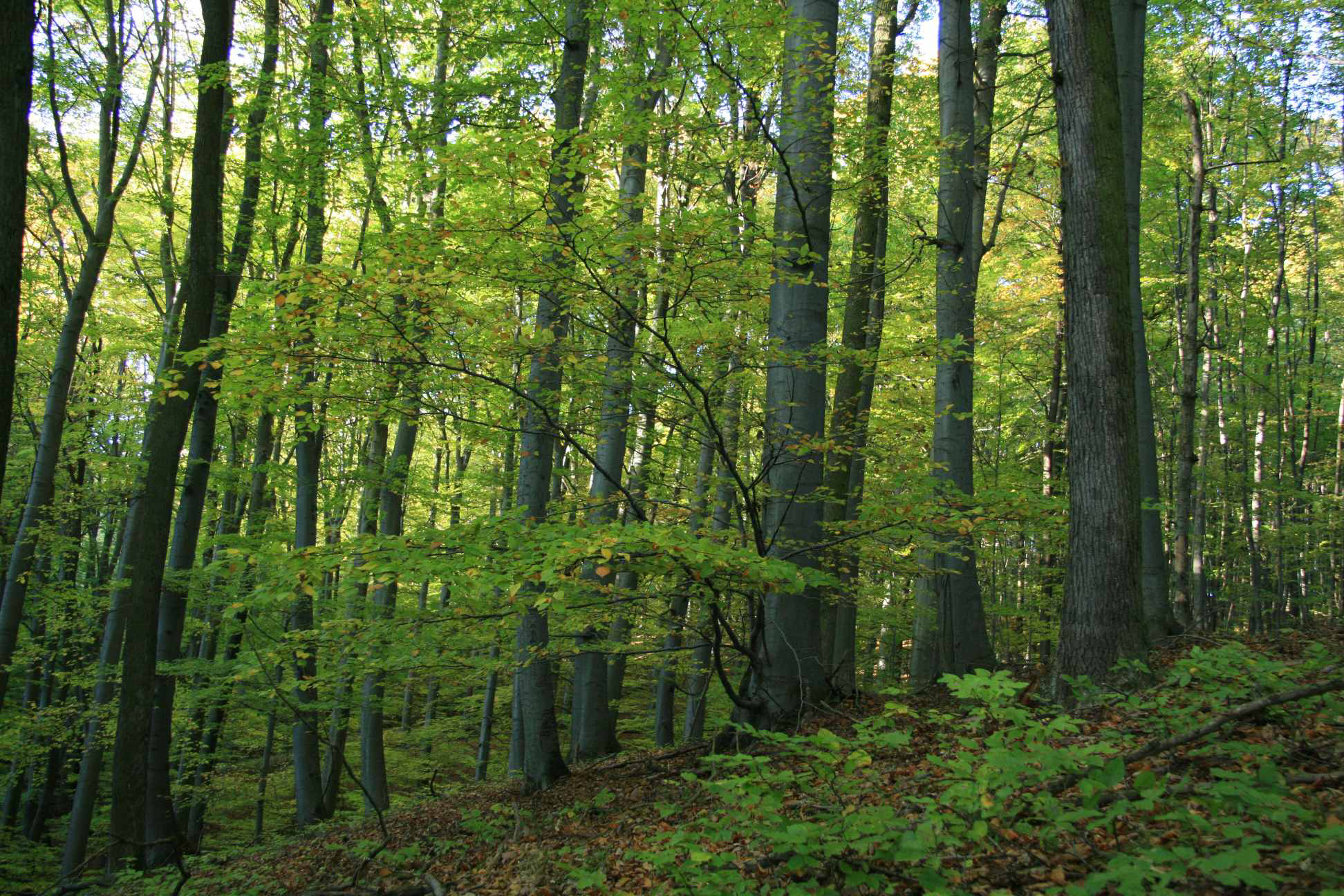 Incorrect Reporting in the Australian Financial Review Today | Forest ...