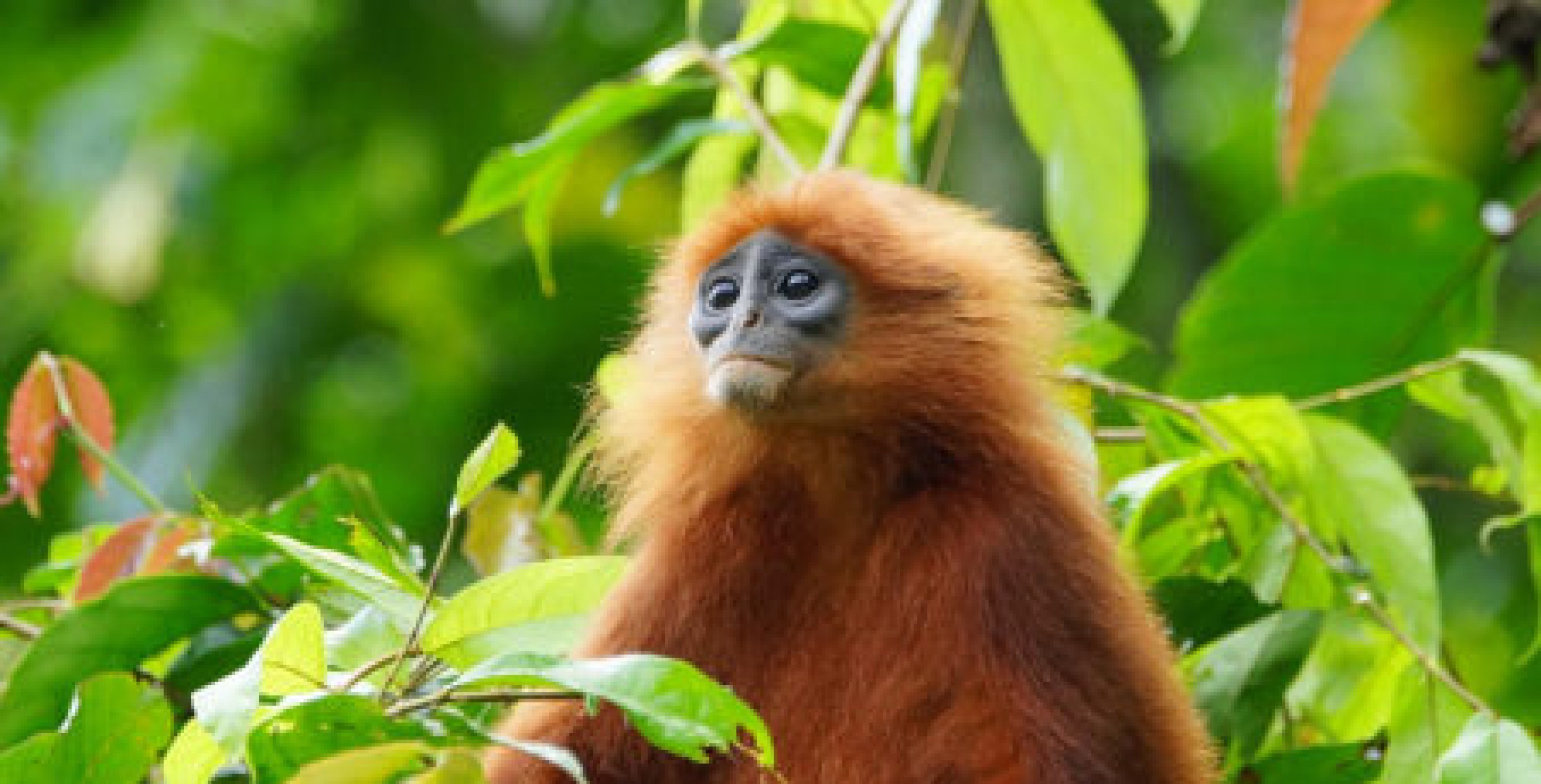 New Milestone – 20th FSC® certificate | Forest Stewardship Council