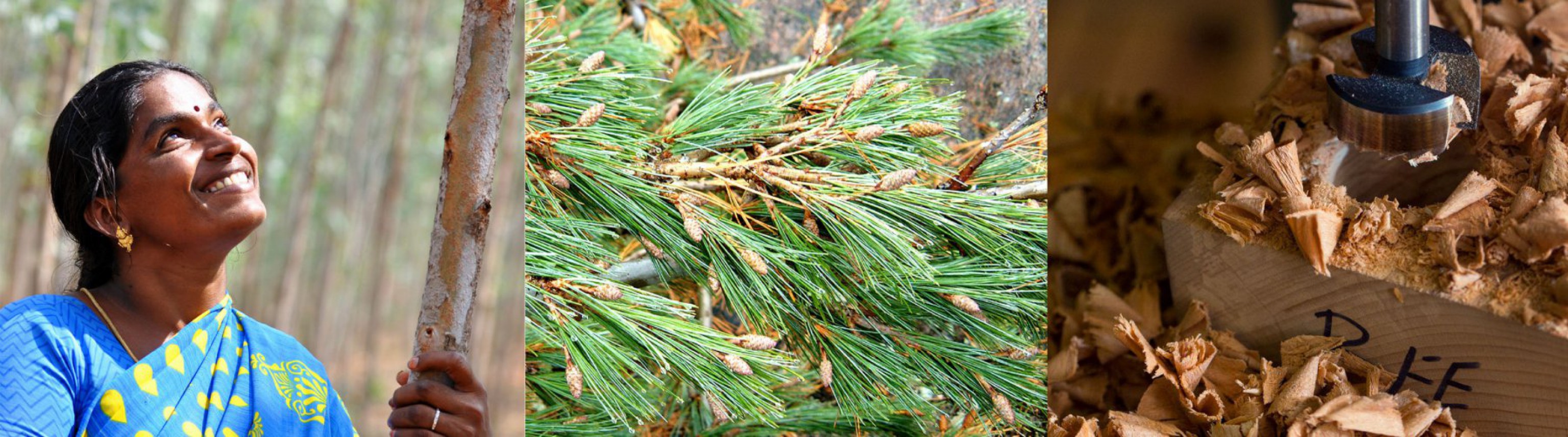 FSC Can Positively Impact Your Business: Download the Market Info Pack ...