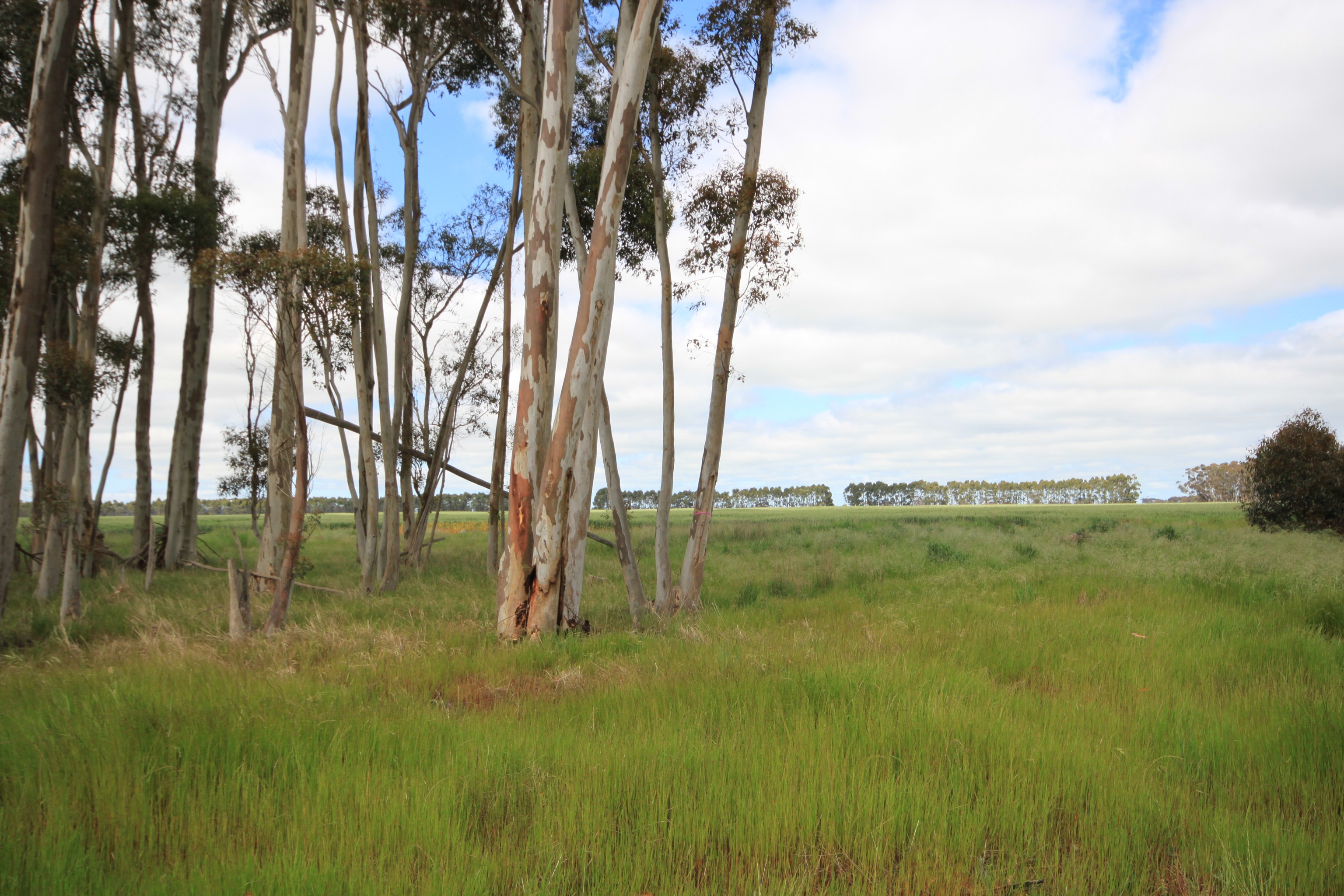 Innovative uptake of FSC standards with Australian rural community ...