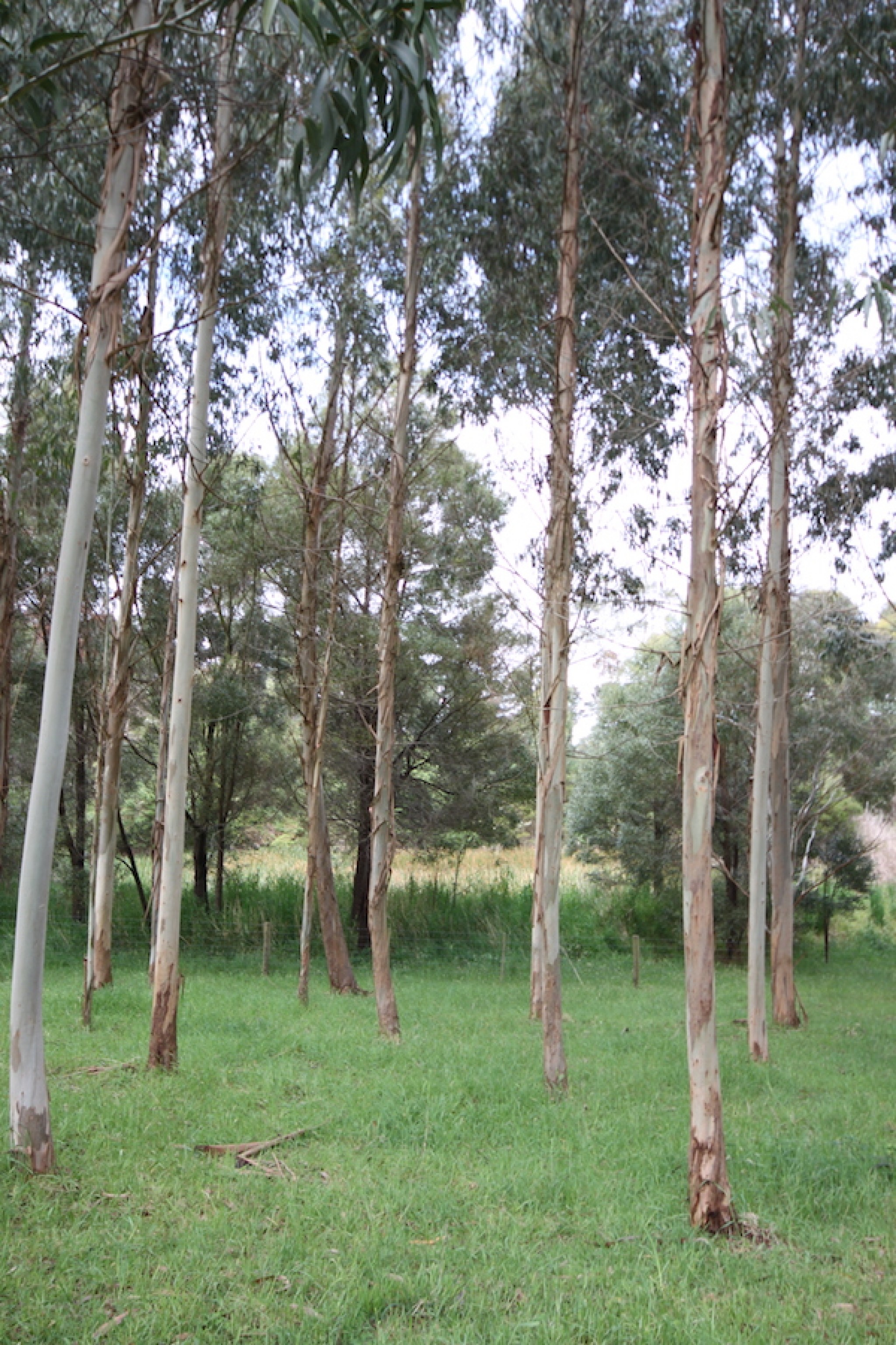Forests and farming, side by side in the Mornington Peninsula | Forest ...