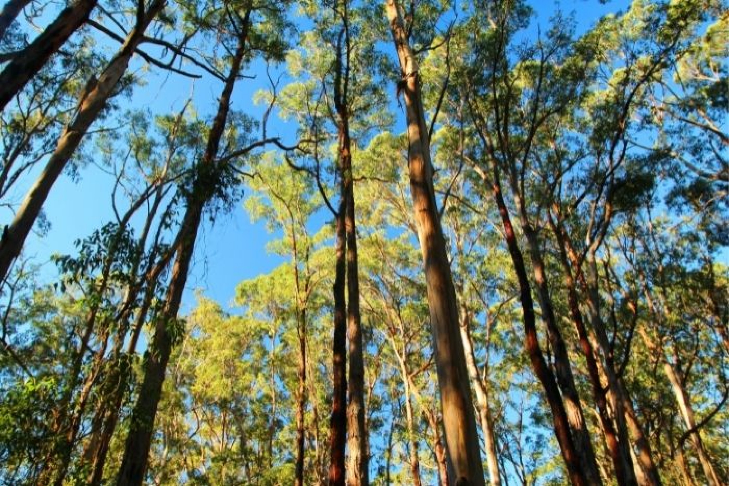 FSC ANZ to Kick off Revision of the Australian Forest Management ...