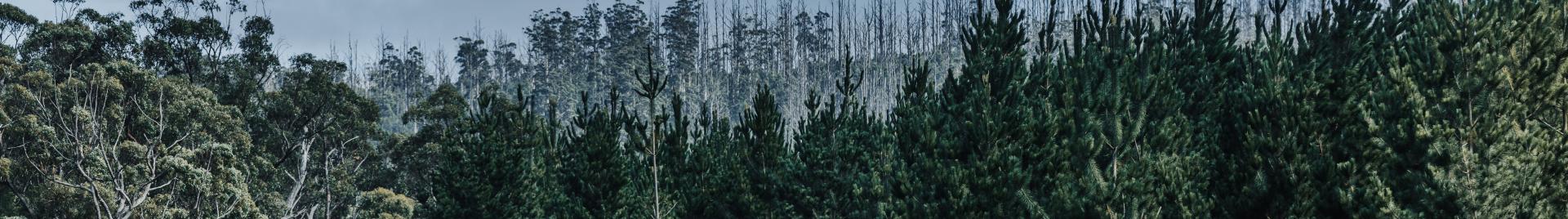 Have Your Say: Public Consultation Opens on Revised FSC Forest ...